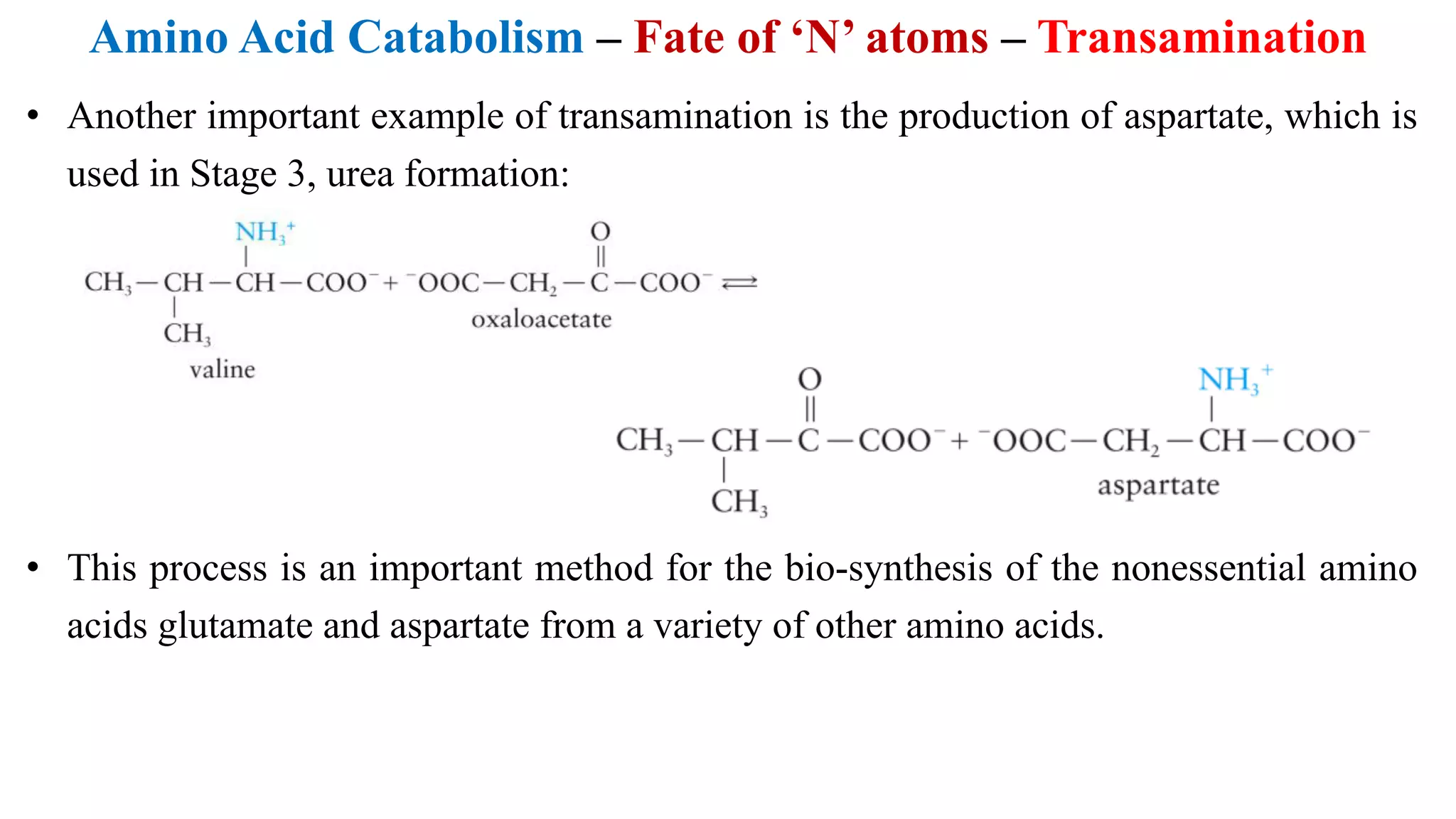 Biochemistry lecture notes amino acids metabolism | PDF