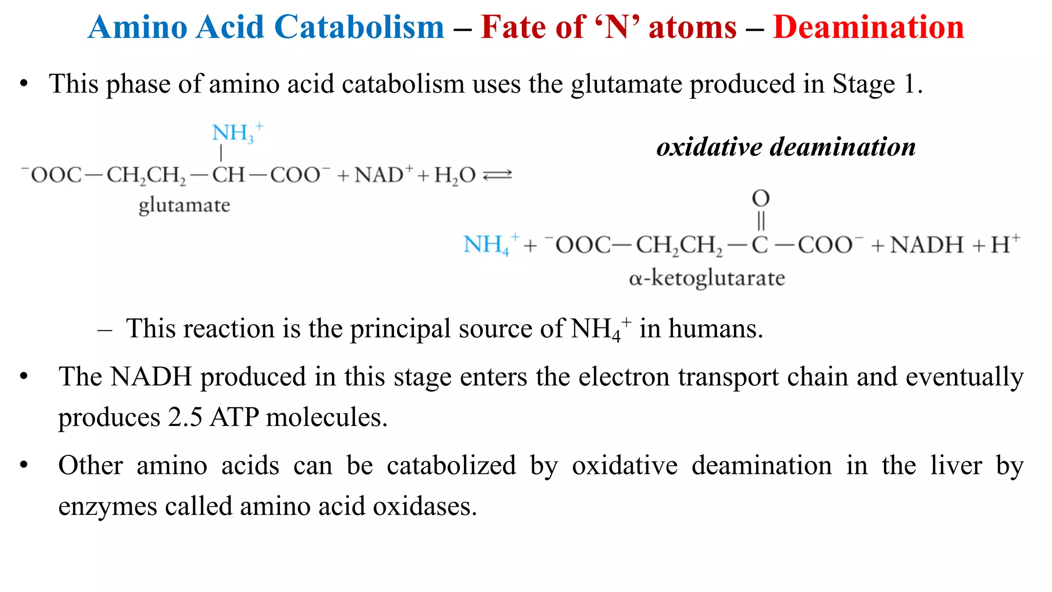 Biochemistry lecture notes amino acids metabolism | PDF