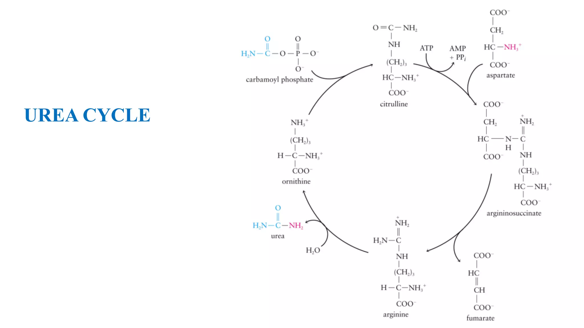Biochemistry lecture notes amino acids metabolism | PDF