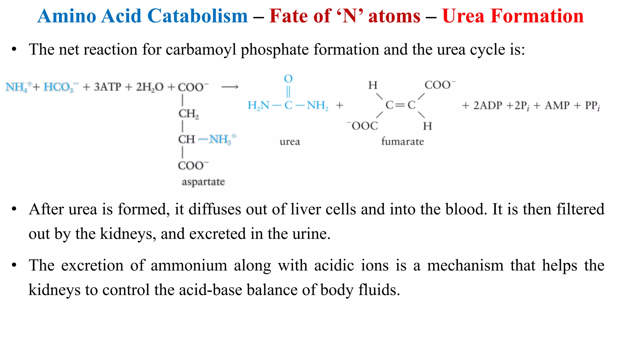 Biochemistry lecture notes amino acids metabolism | PDF