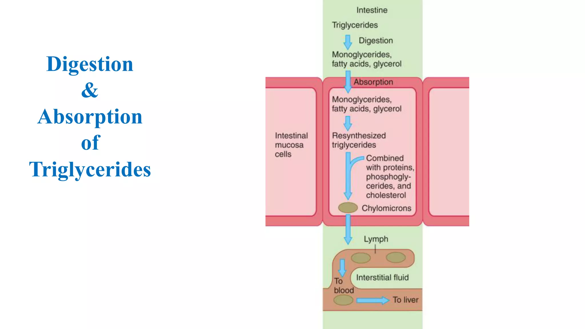 Biochemistry lecture notes amino acids metabolism | PDF