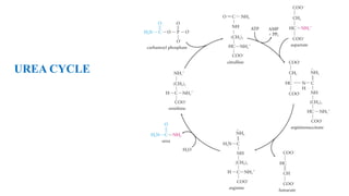 Biochemistry lecture notes amino acids metabolism | PDF