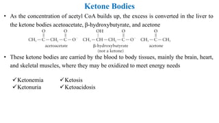 Biochemistry lecture notes amino acids metabolism | PDF