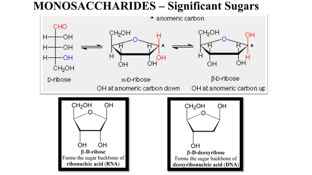 Biochemistry lecture notes carbohydrates | PDF | Chemistry | Science