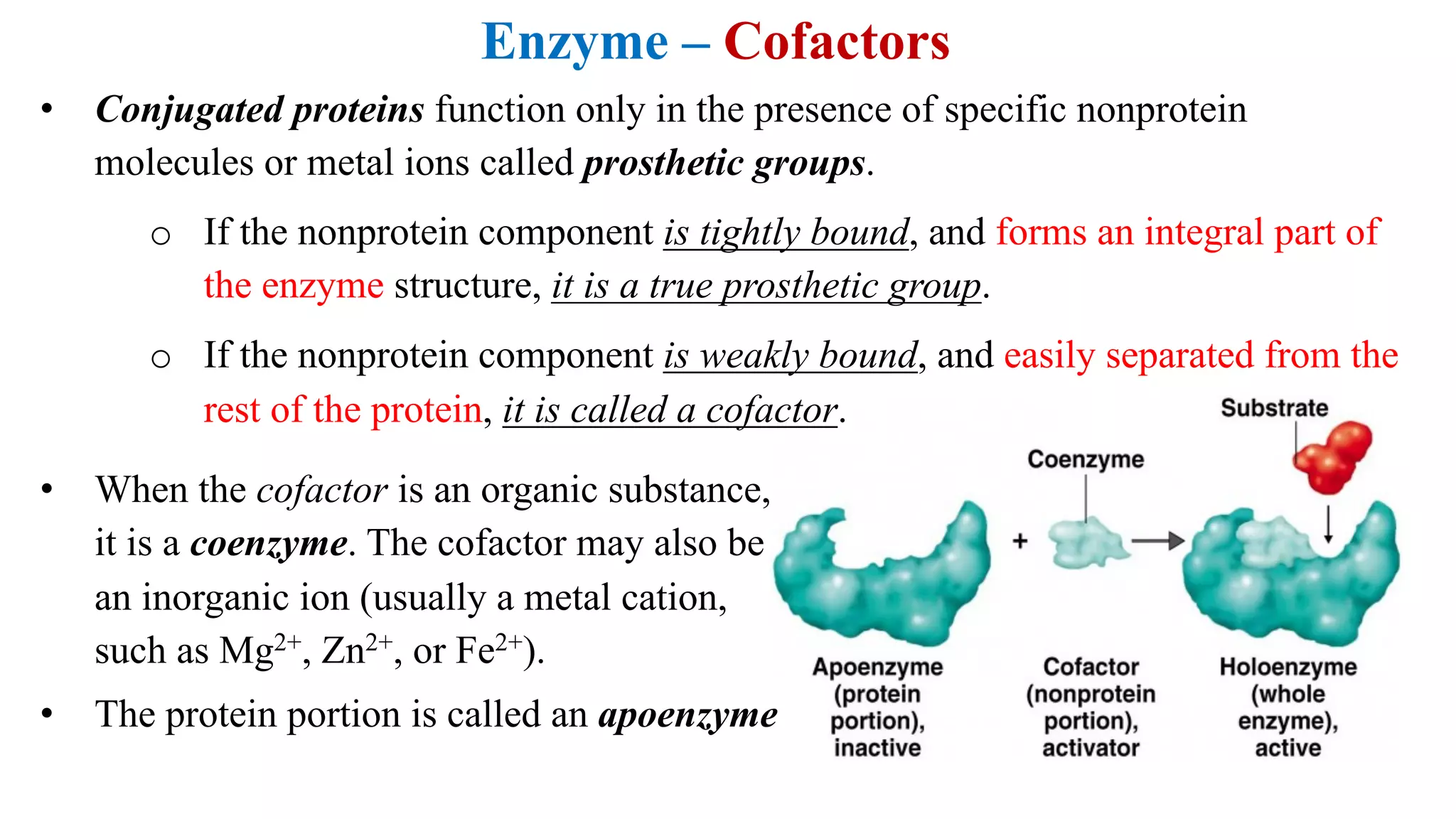 Biochemistry lecture notes enzymes | PDF