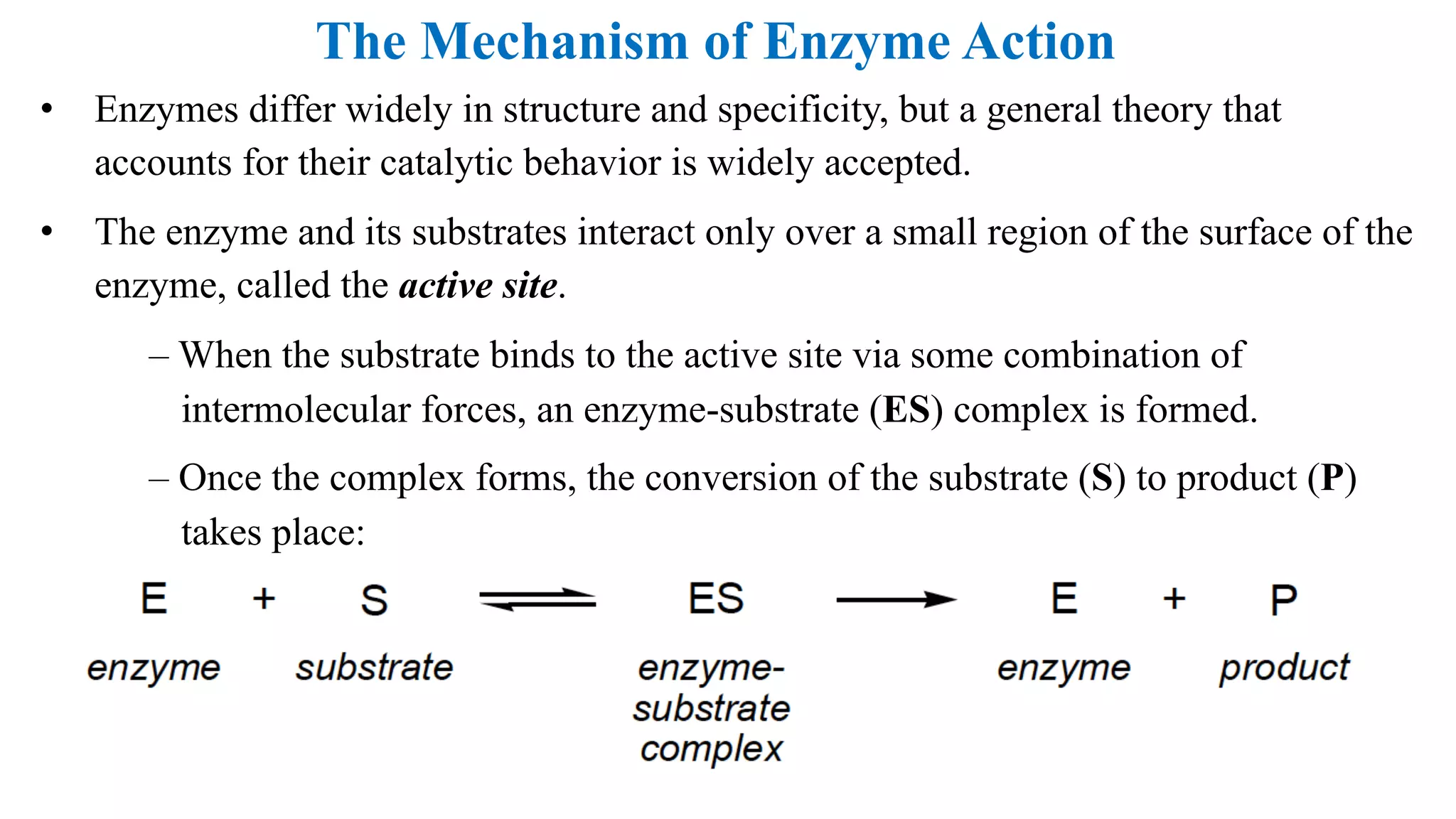 Biochemistry lecture notes enzymes | PDF