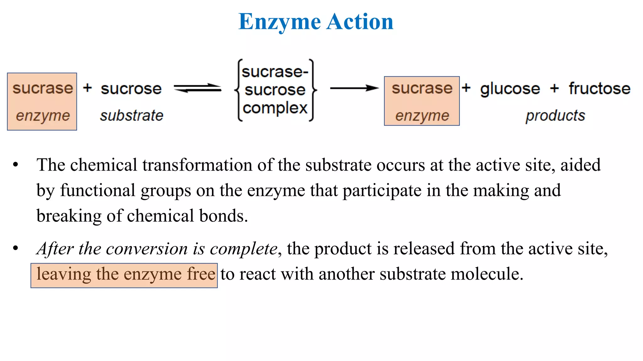 Biochemistry lecture notes enzymes | PDF