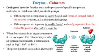 Biochemistry lecture notes enzymes | PDF
