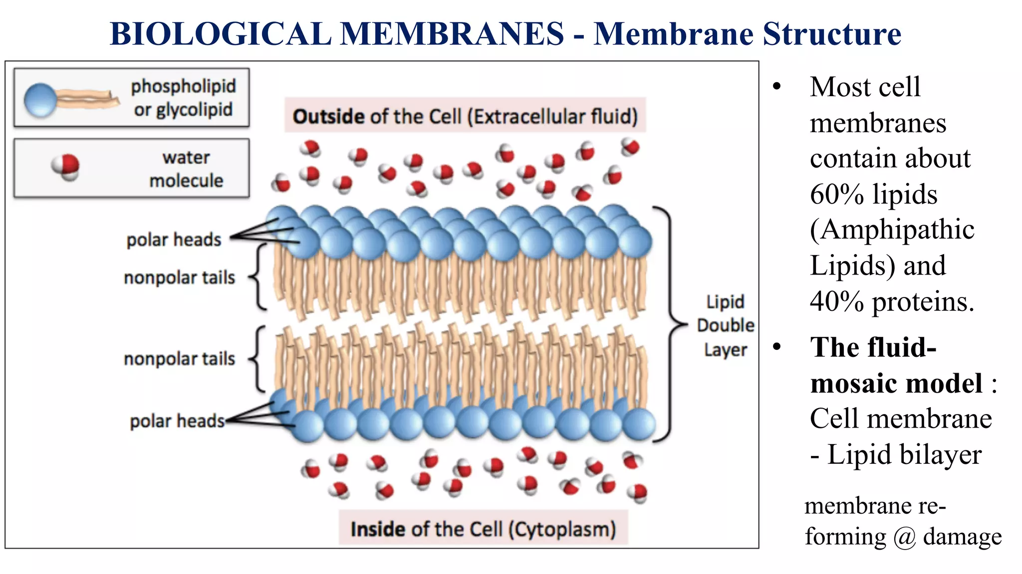Biochemistry lecture notes lipids | PDF