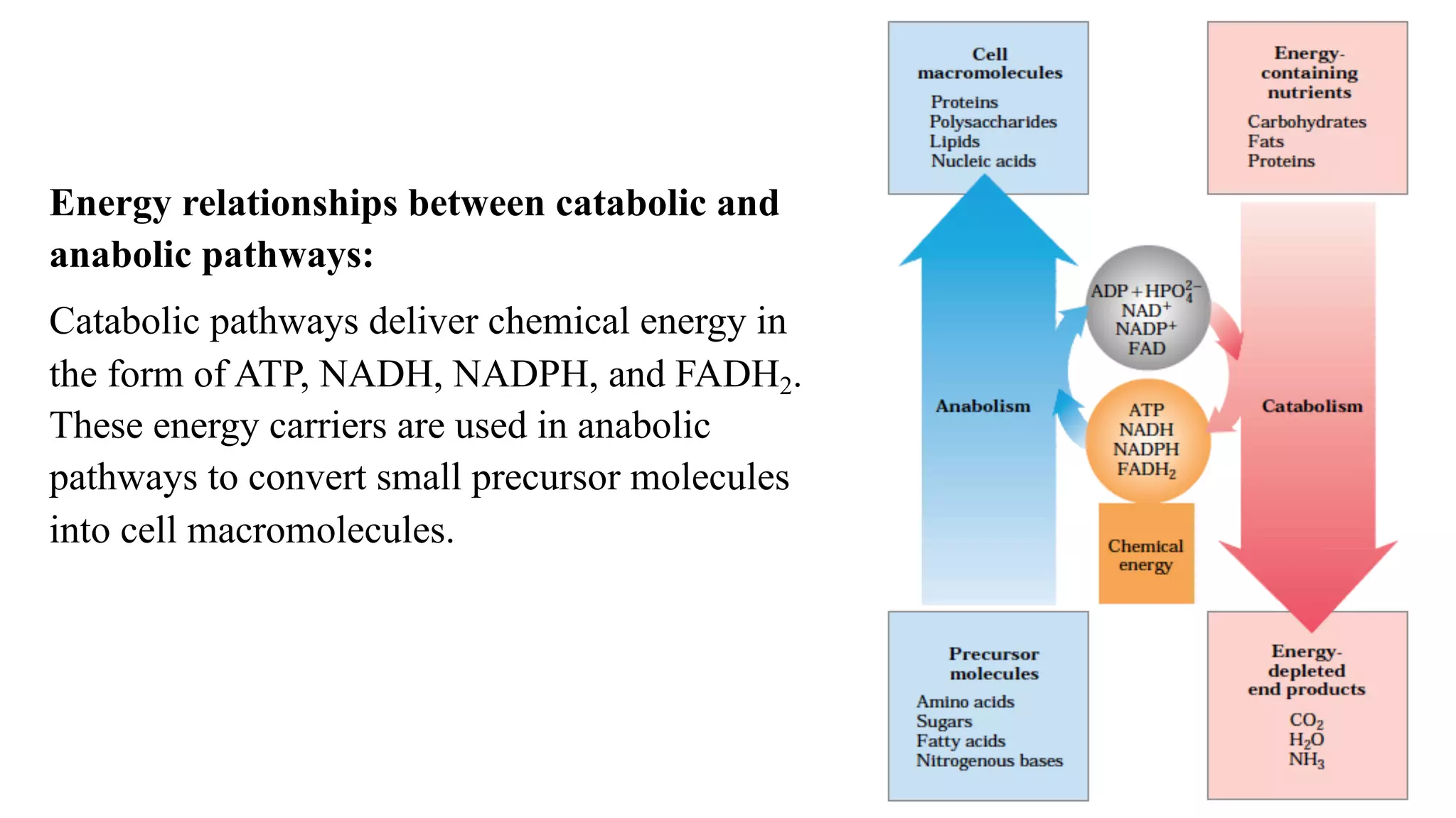 Biochemistry lecture notes metabolism_glycolysis & pentose phosphate ...