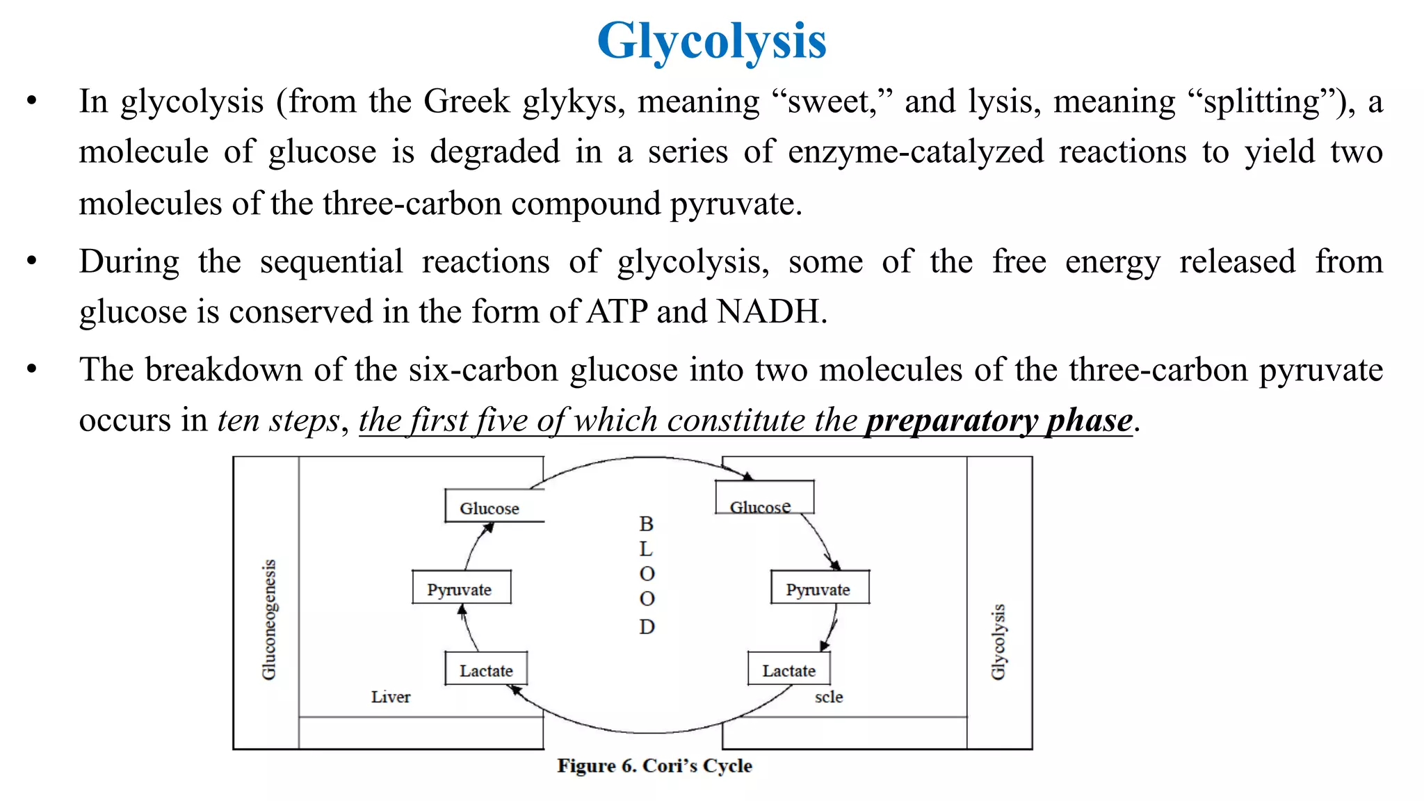 Biochemistry lecture notes metabolism_glycolysis & pentose phosphate ...