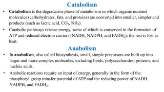 Biochemistry lecture notes metabolism_glycolysis & pentose phosphate ...