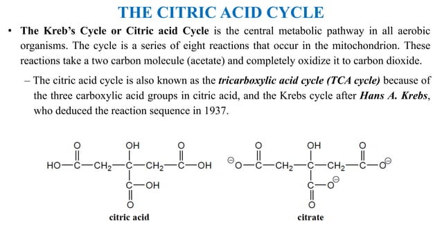 Biochemistry lecture notes metabolism_tca cycle; glyoxalate cycle | PPT