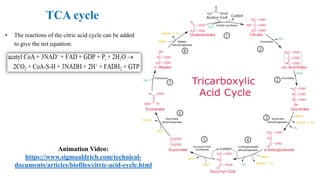 Biochemistry lecture notes metabolism_tca cycle; glyoxalate cycle | PDF ...