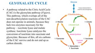 Biochemistry lecture notes metabolism_tca cycle; glyoxalate cycle | PDF ...