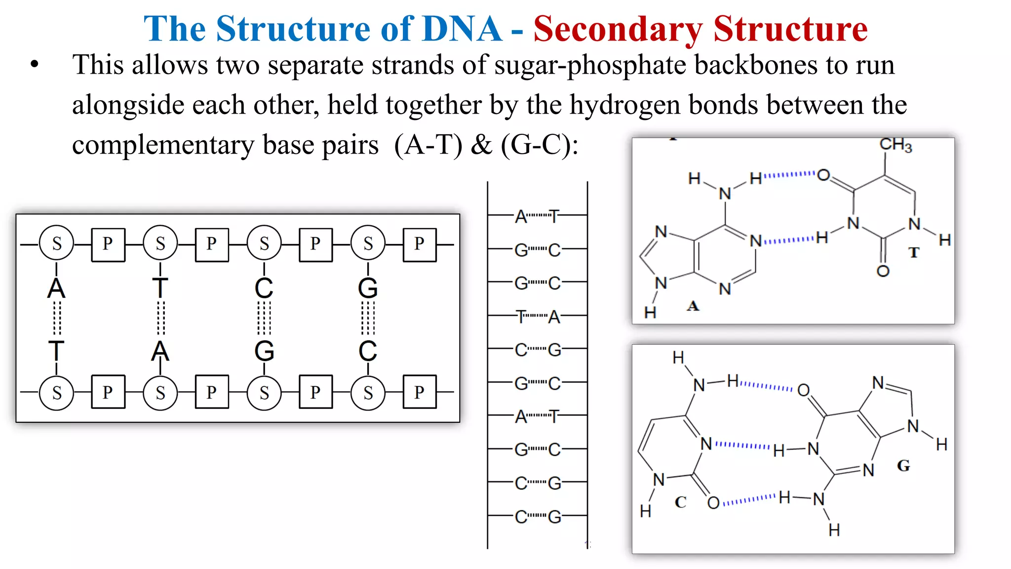 Biochemistry lecture notes nucleic acids | PDF