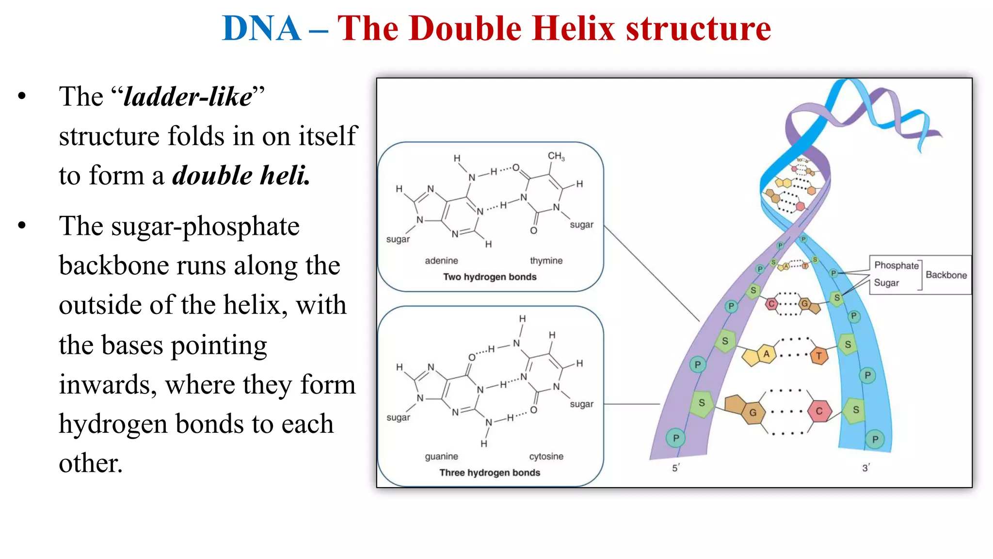 Biochemistry Lecture Notes Nucleic Acids Pdf