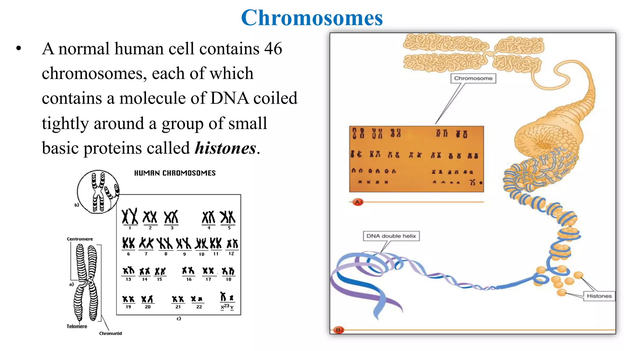 Biochemistry lecture notes nucleic acids | PDF