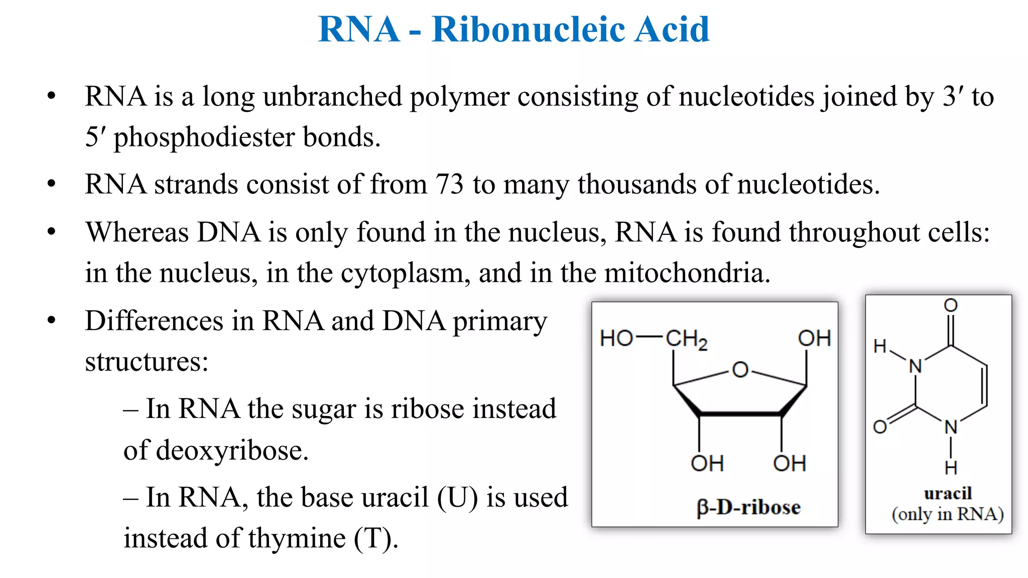 Biochemistry lecture notes nucleic acids | PDF