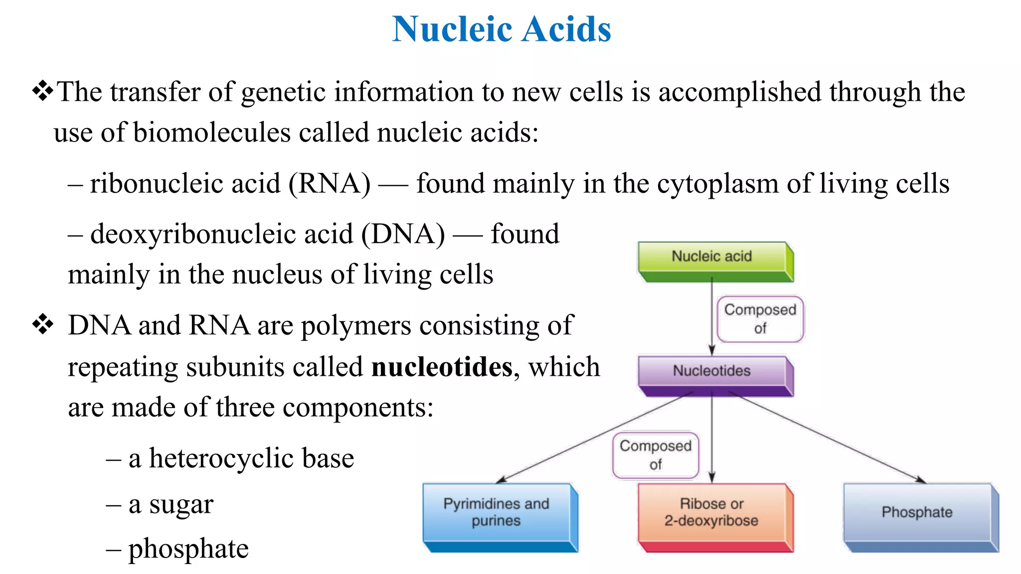 Biochemistry lecture notes nucleic acids | PDF