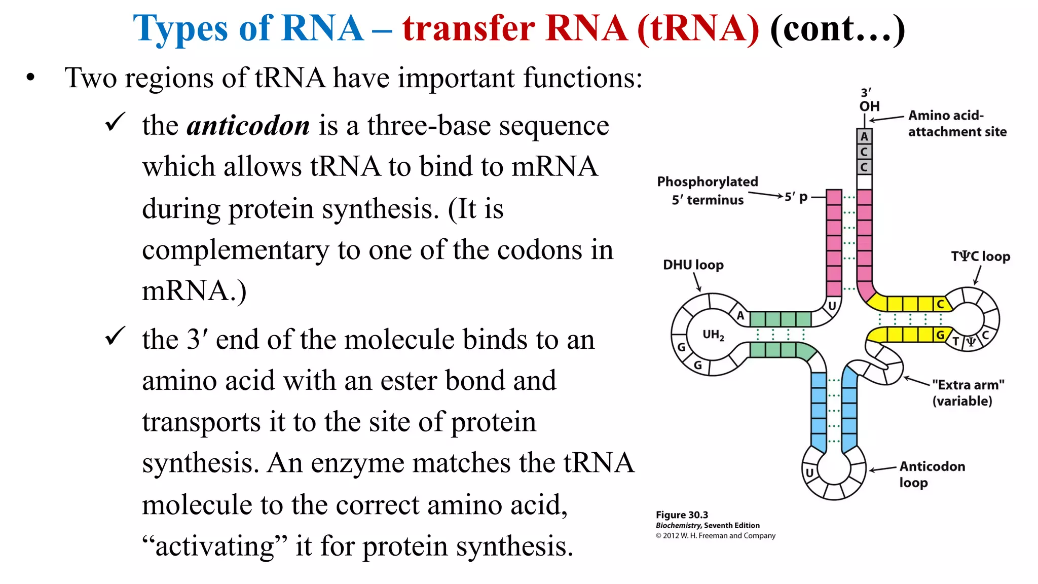 Biochemistry lecture notes nucleic acids | PDF