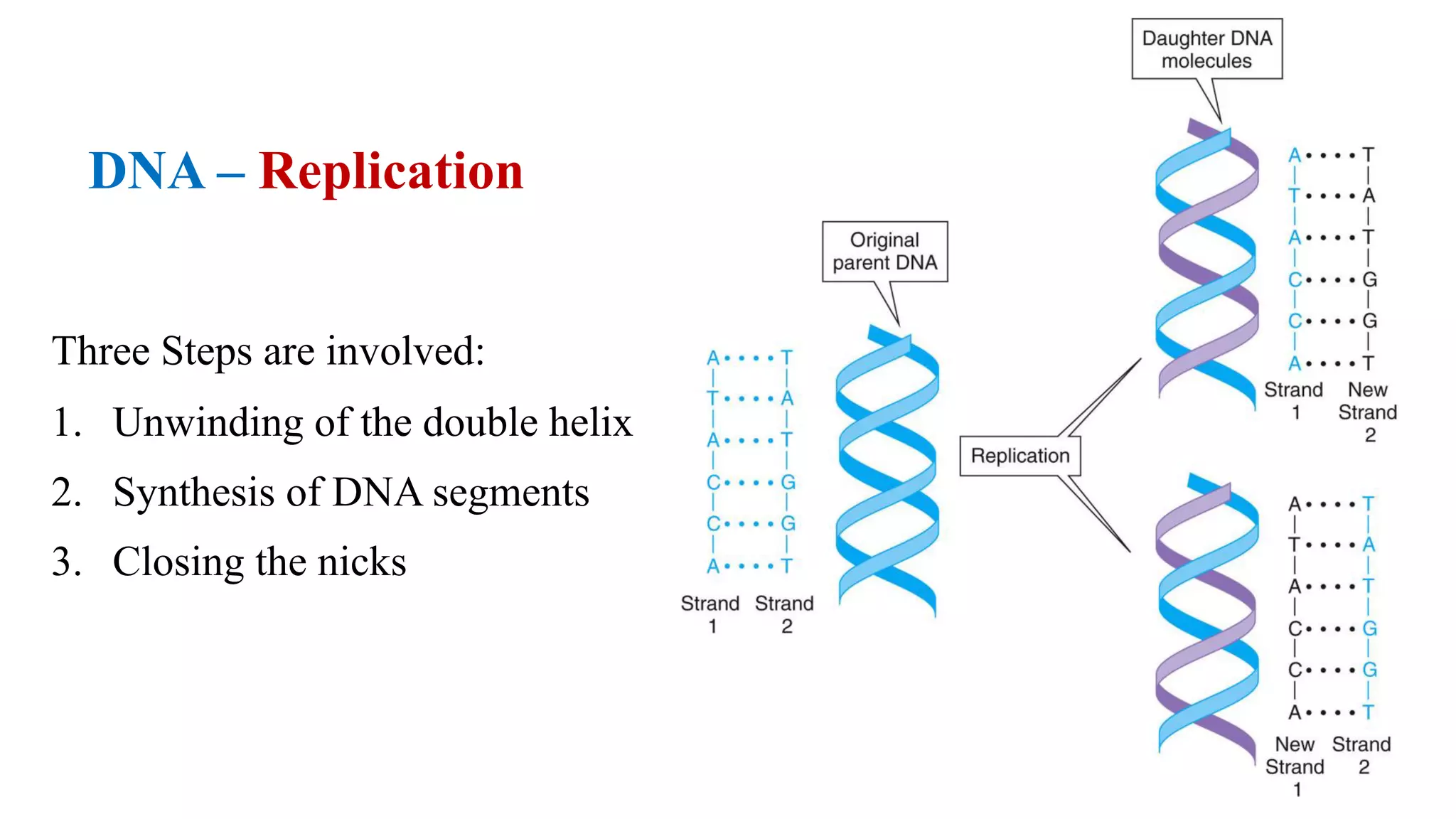 Biochemistry lecture notes nucleic acids | PDF