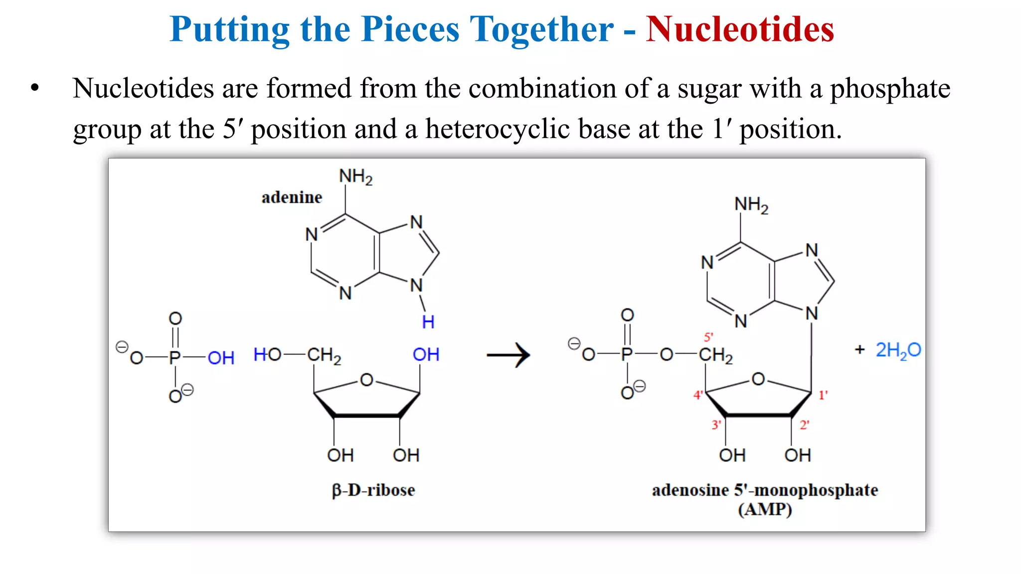 Biochemistry lecture notes nucleic acids | PDF