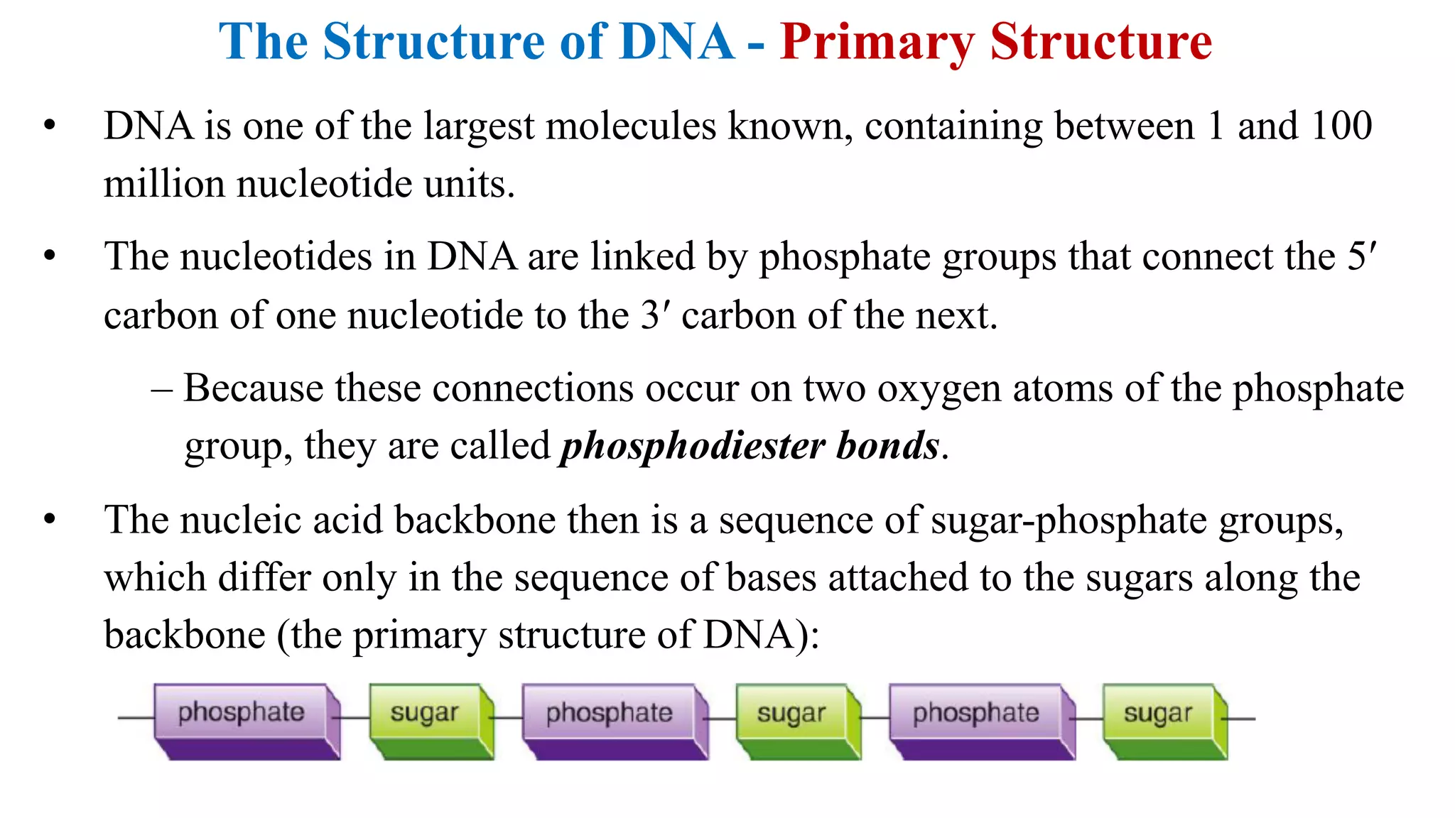 Biochemistry lecture notes nucleic acids | PDF
