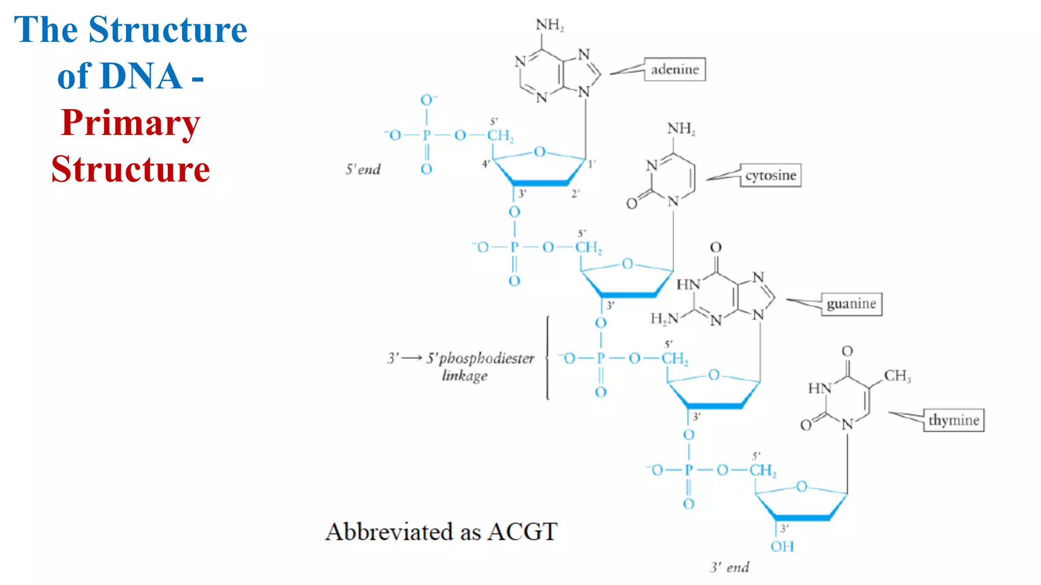 Biochemistry lecture notes nucleic acids | PDF