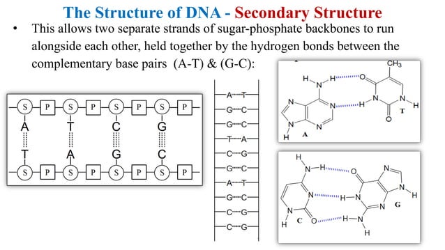 Biochemistry lecture notes nucleic acids | PDF