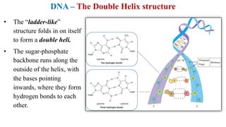 Biochemistry lecture notes nucleic acids | PDF