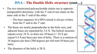 Biochemistry lecture notes nucleic acids | PDF