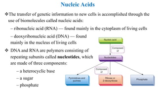 Biochemistry lecture notes nucleic acids | PDF