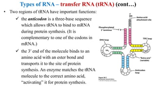 Biochemistry lecture notes nucleic acids | PDF