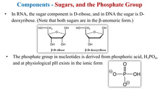 Biochemistry lecture notes nucleic acids | PDF