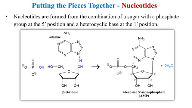 Biochemistry lecture notes nucleic acids | PDF