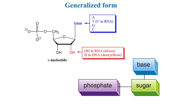 Biochemistry lecture notes nucleic acids | PDF