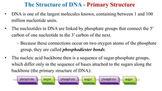 Biochemistry lecture notes nucleic acids | PDF