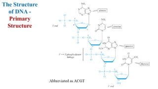 Biochemistry lecture notes nucleic acids | PDF