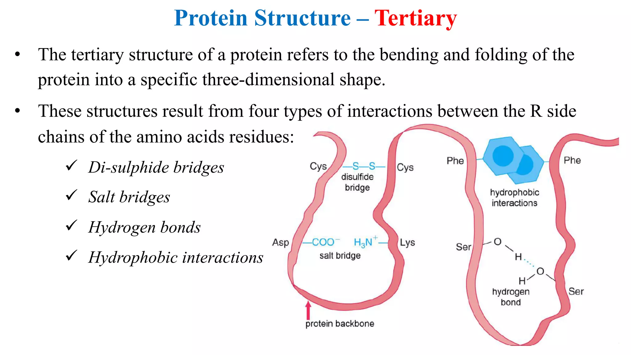 Biochemistry lecture notes proteins | PDF