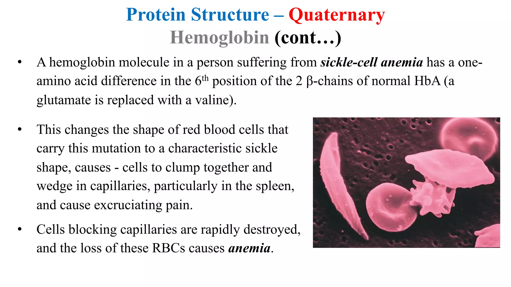 Biochemistry lecture notes proteins | PDF
