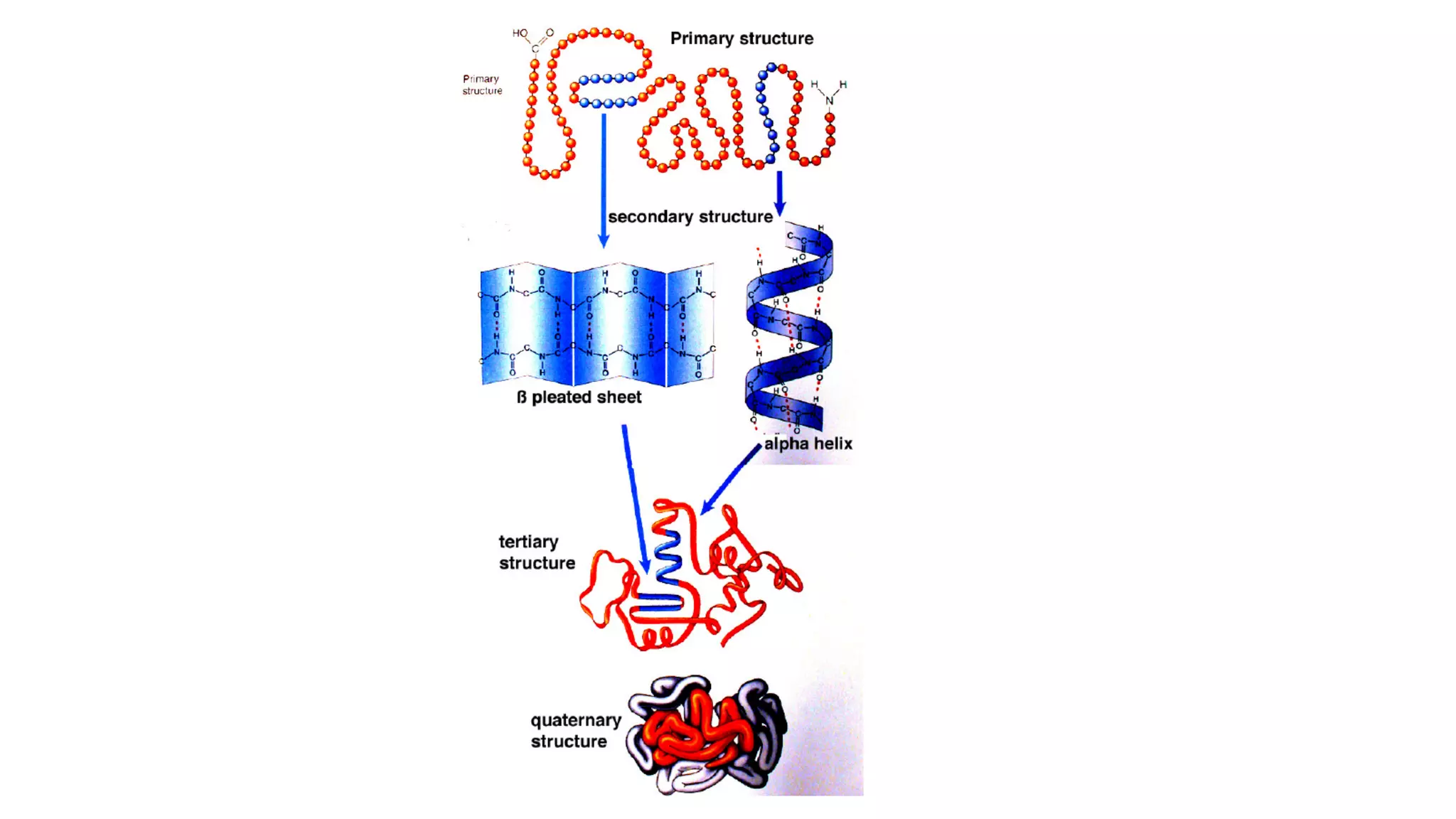 Biochemistry lecture notes proteins | PDF