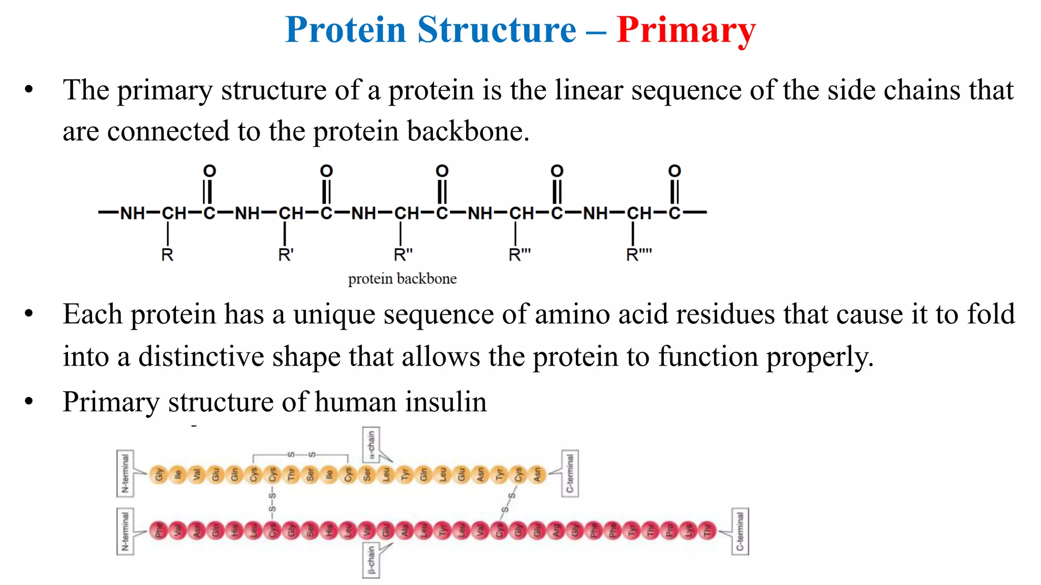 Biochemistry lecture notes proteins | PDF