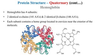 Biochemistry lecture notes proteins | PDF