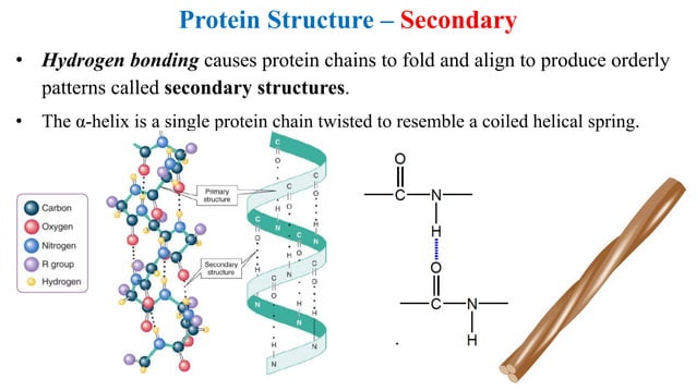 Biochemistry lecture notes proteins | PDF | Chemistry | Science