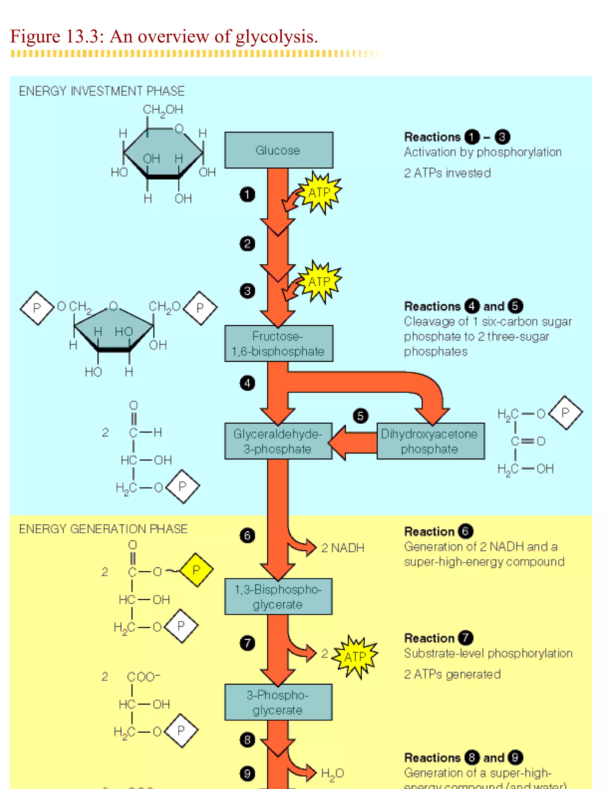 Biochemistry (mathews 3rd ed) | PDF