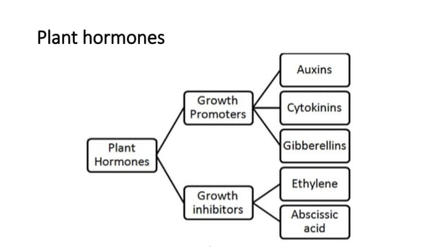 biochemistry Hormone classification byNeha yadav | PPT