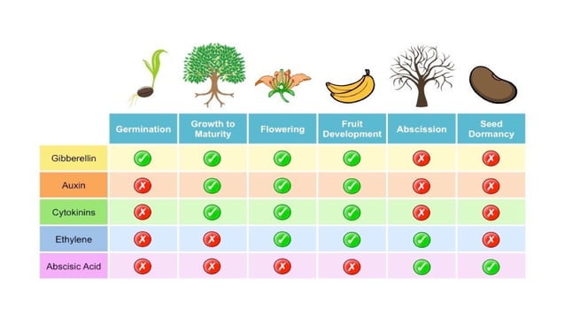 biochemistry Hormone classification byNeha yadav | PPT
