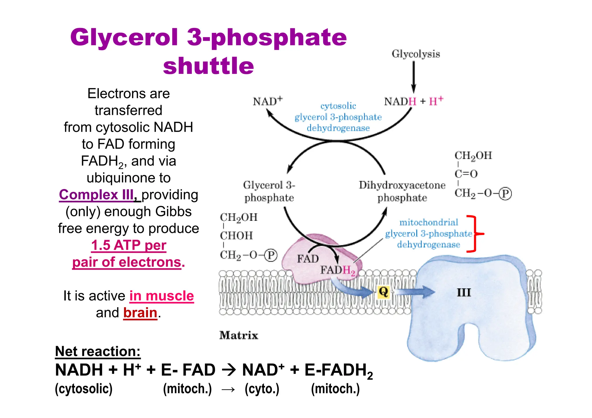 bIOCHEMISTRY electron transport chain energy pathway | PDF