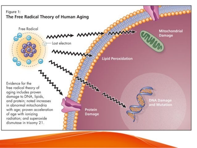 Biochemistry of aging